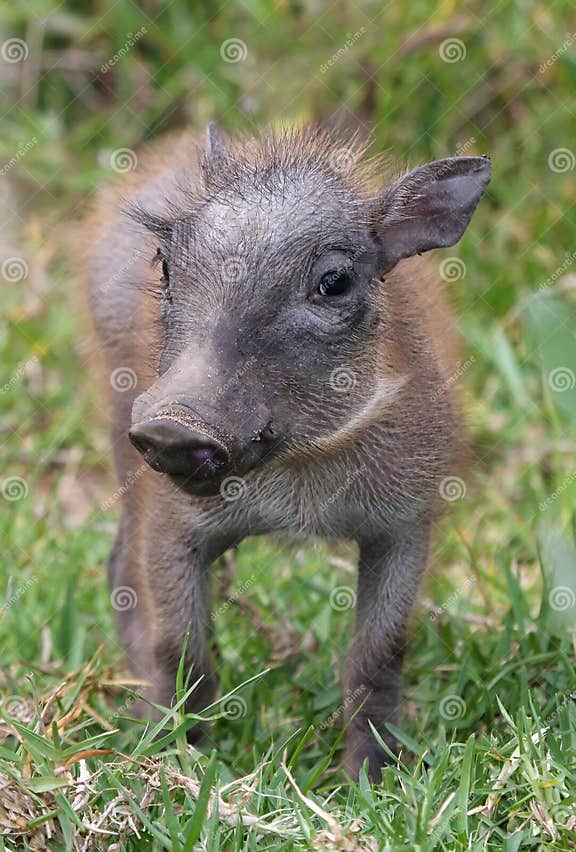 Warthog Baby stock image. Image of small, africa, baby - 11811127