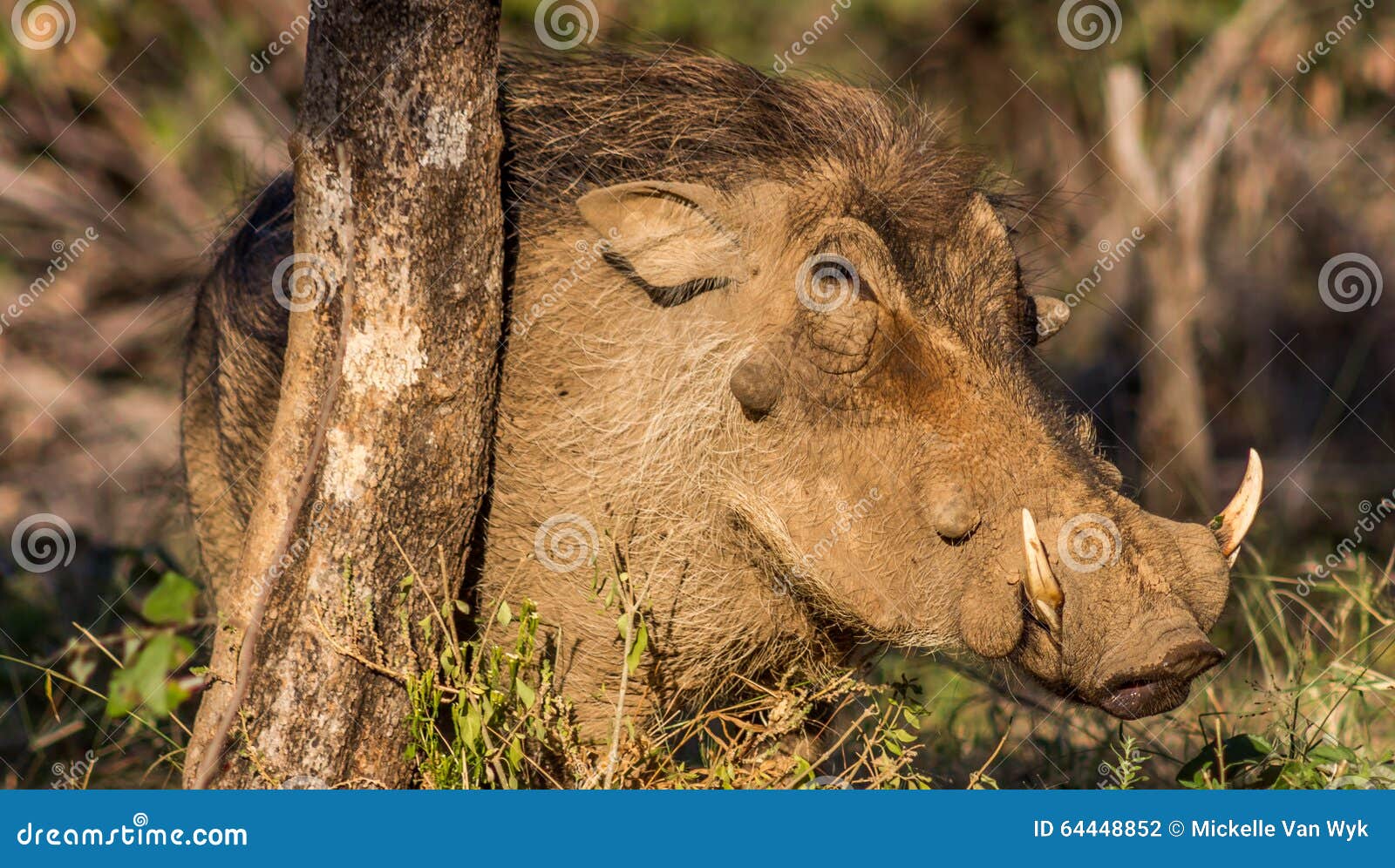 Warthog stock photo. Image of hornbill, teeth, busy, bird - 64448852