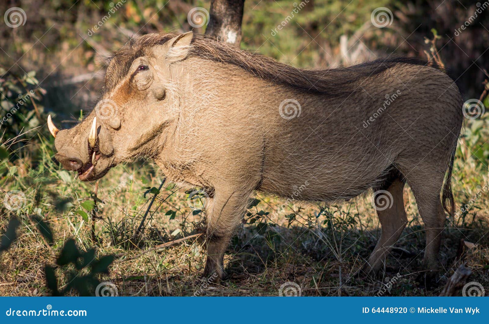 Warthog stock photo. Image of wildlife, bush, hornbill - 64448920