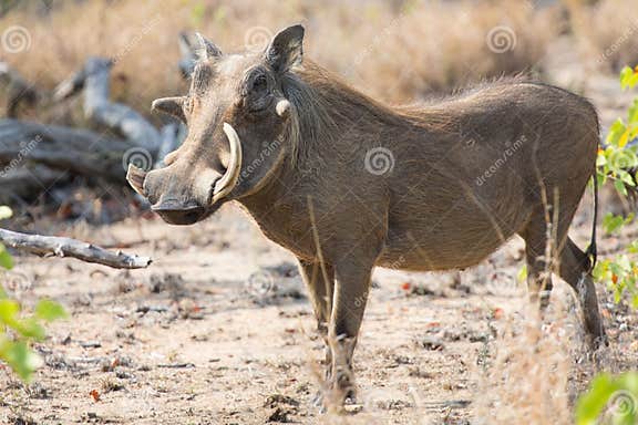 Warthog with Big Teeth Walking among Short Grass Stock Photo - Image of ...