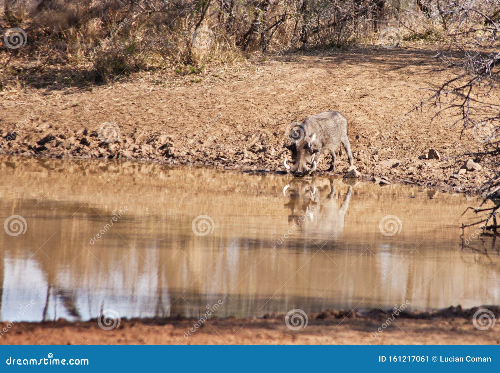Warthog in the bush stock image. Image of male, nature - 161217061