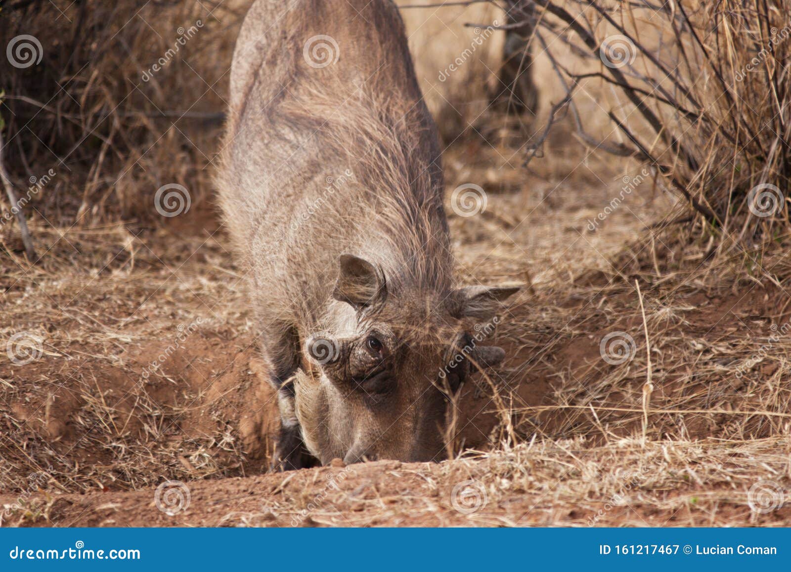 Warthog in the bush stock image. Image of safari, africa - 161217467