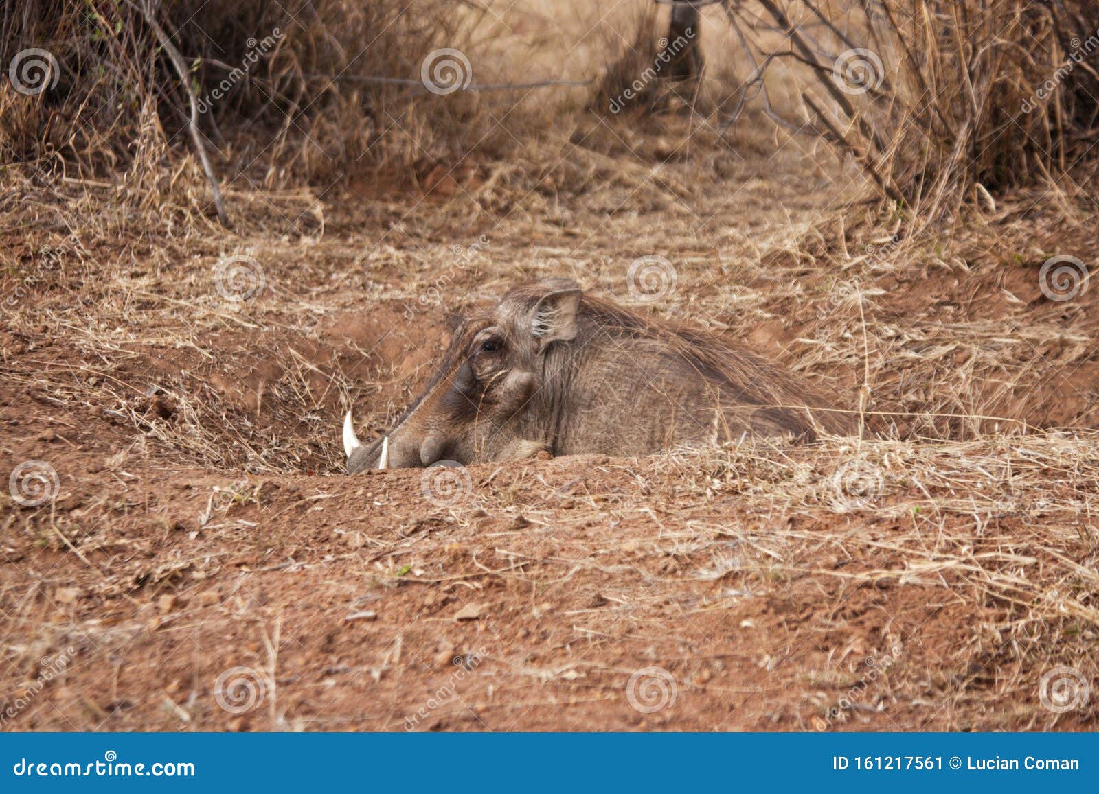 Warthog in the bush stock image. Image of summer, trek - 161217561