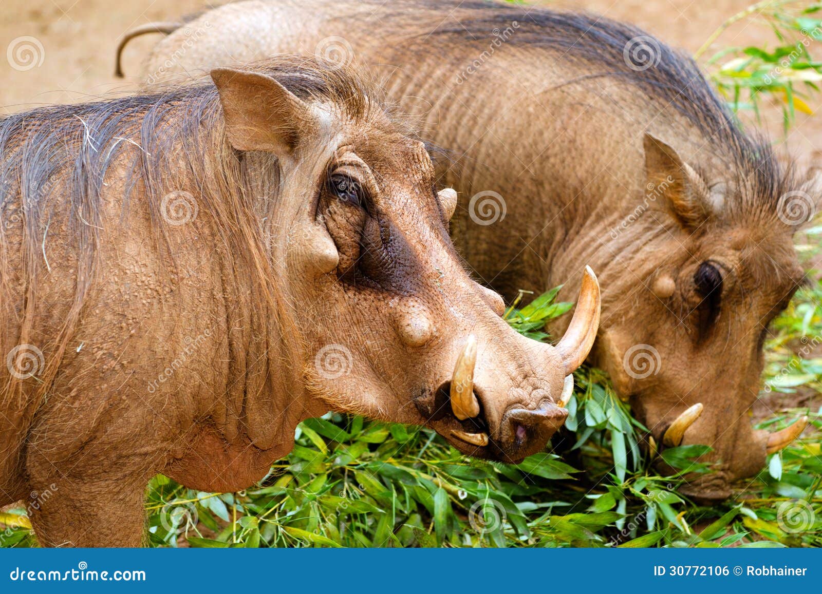Warthog stock photo. Image of bushveld, south, wilderness - 30772106