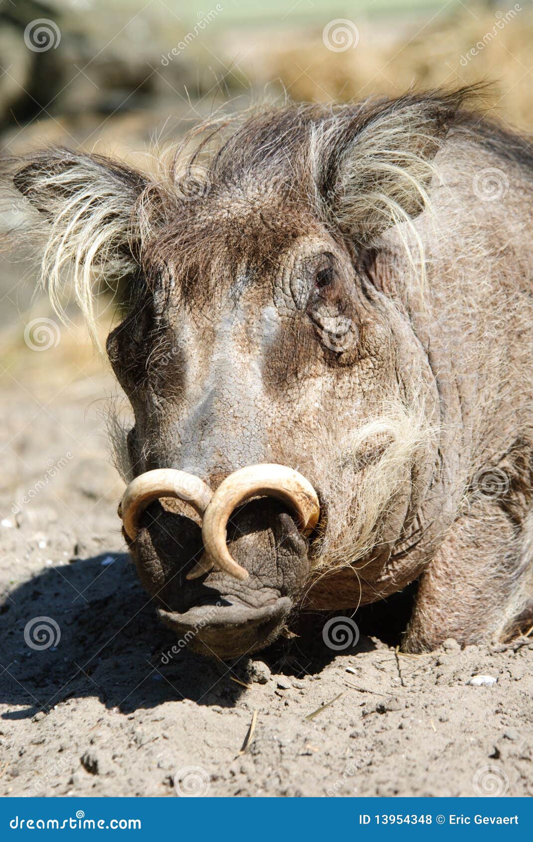 Warthog or Common Warthog stock photo. Image of mammal - 13954348
