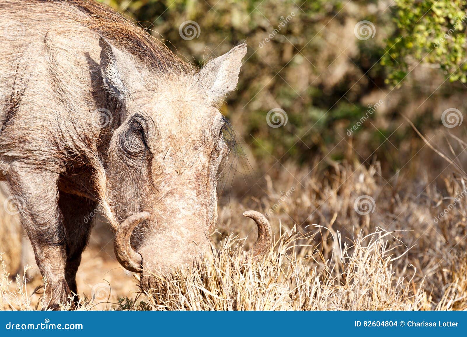 Warthog Digging in the Grass Stock Photo - Image of national, mammal ...