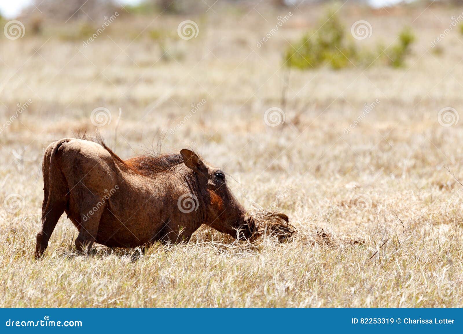 Warthog Digging in the Ground Stock Image - Image of family, natural ...