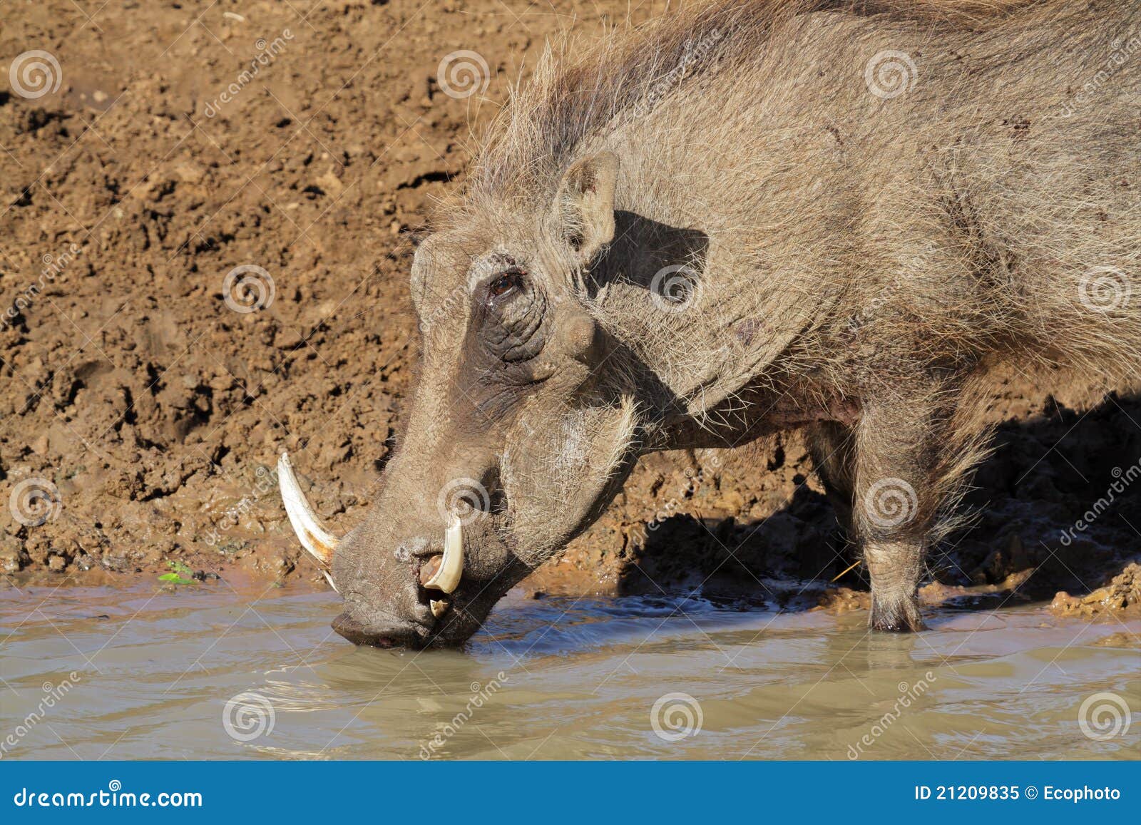 Warthog drinking water stock image. Image of mkuze, outdoor - 21209835