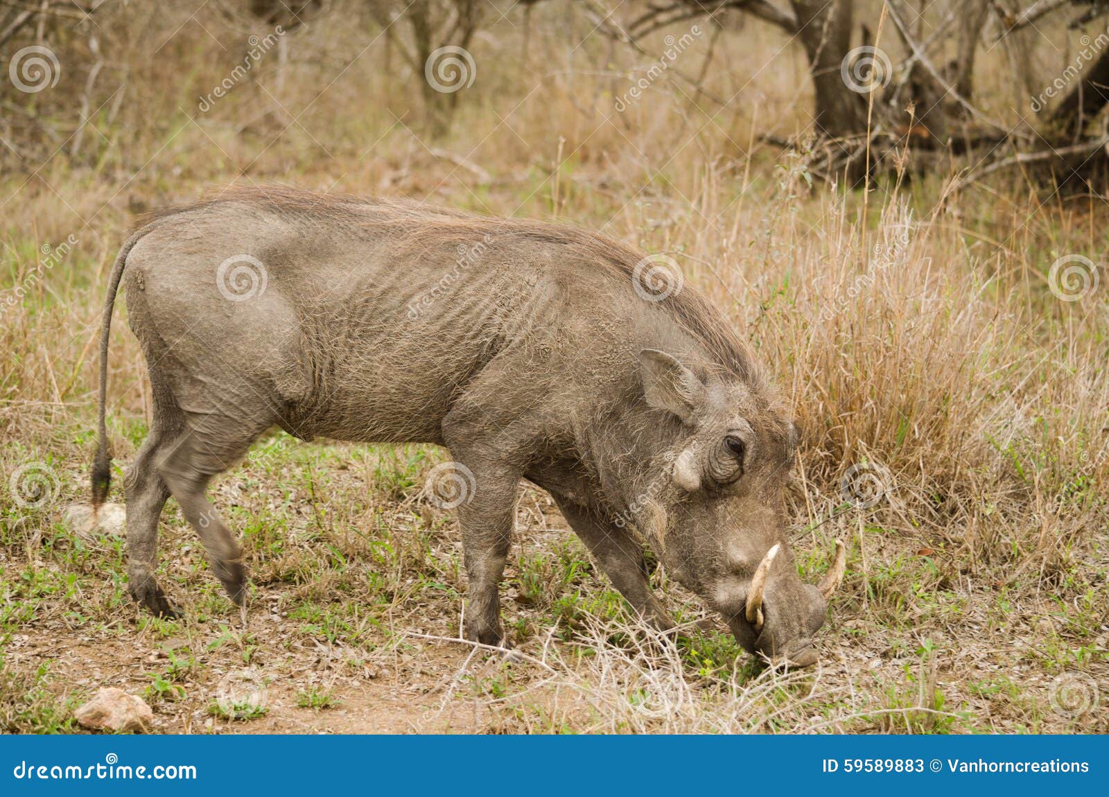 Warthog eating stock image. Image of africa, tanzania - 59589883