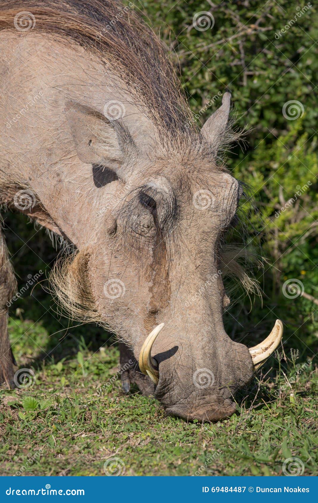 Warthog Eating stock image. Image of tusks, gazing, male - 69484487