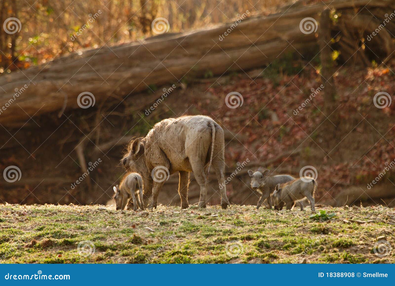 Warthog family stock photo. Image of african, southern - 18388908