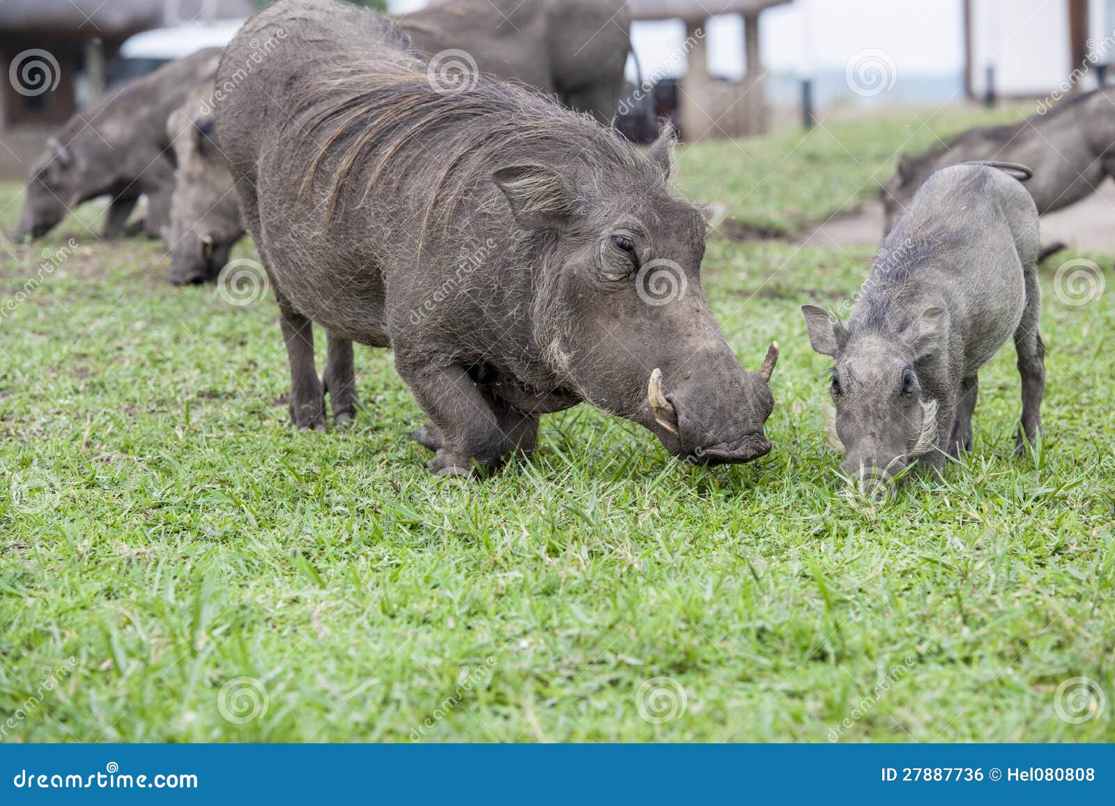 Warthog Family at Lodge in Queen-Elizabeth-Park Uganda, Africa Stock ...