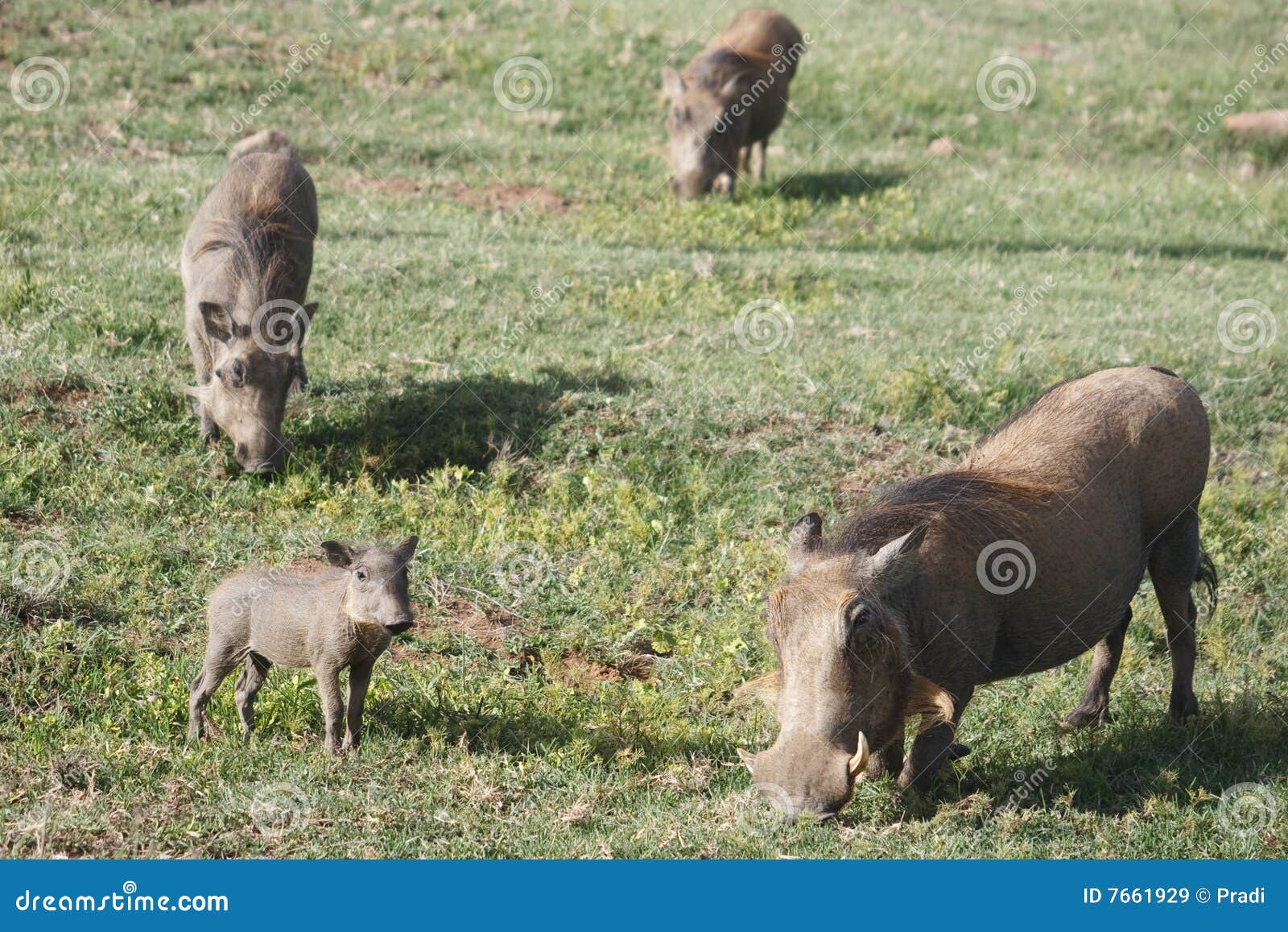 Warthog family stock image. Image of graze, krueger, animals - 7661929