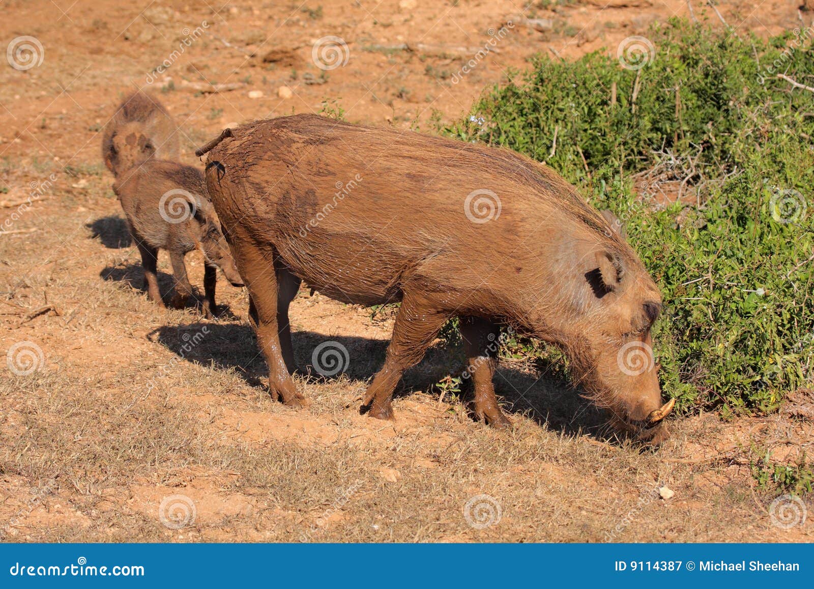 Warthog family stock image. Image of cape, sunny, mammal - 9114387