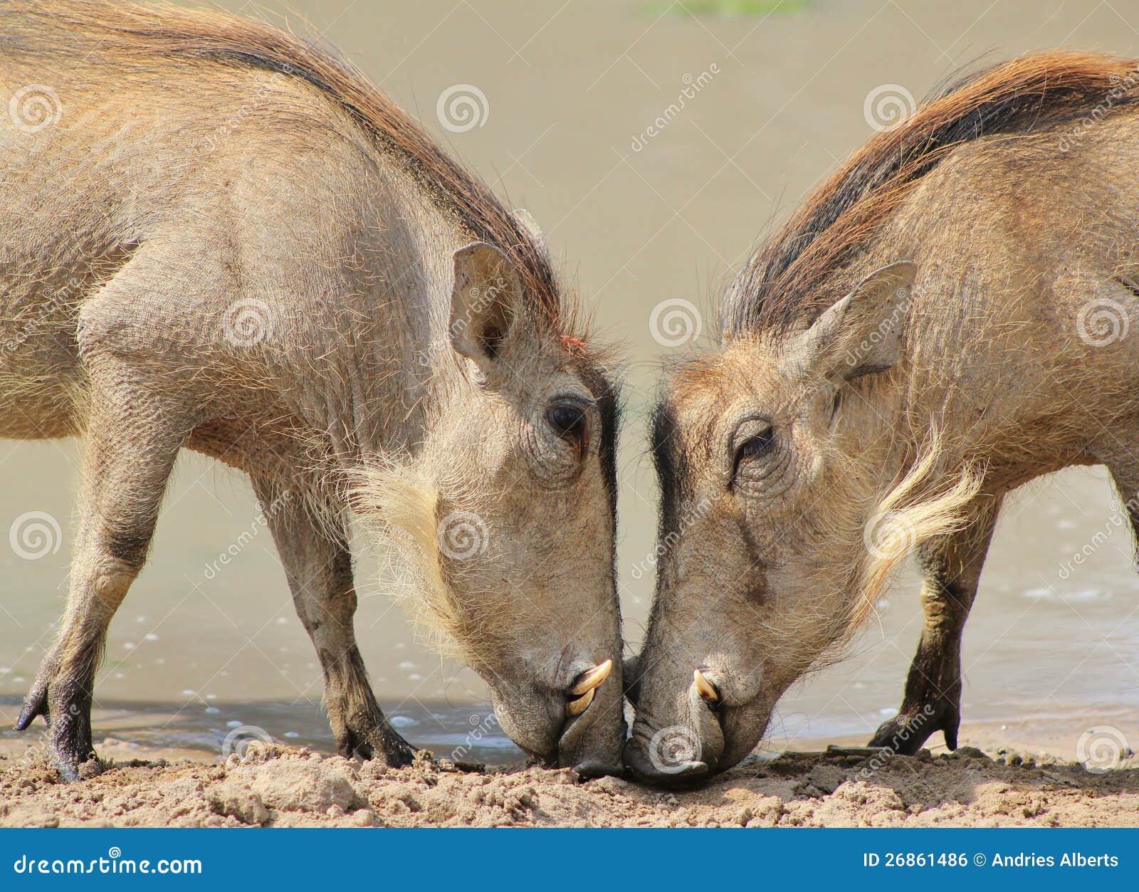 Warthog - Family Reunion stock photo. Image of lift, environment - 26861486