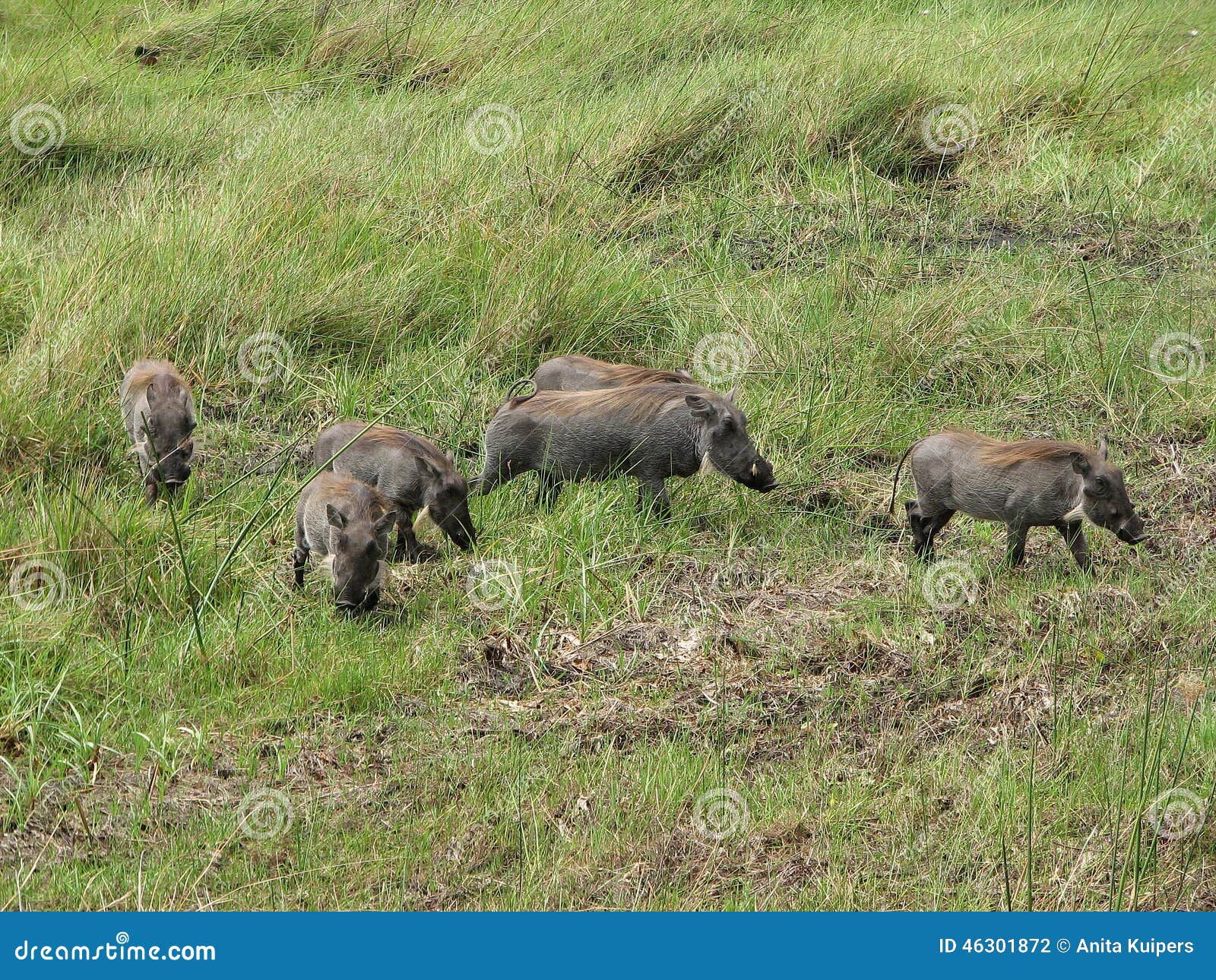 Warthog family stock photo. Image of delta, swine, wildlife - 46301872