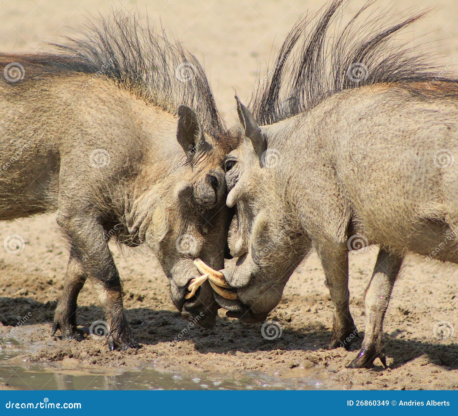 Warthog - Fight Club 1 stock image. Image of curl, ivory - 26860349