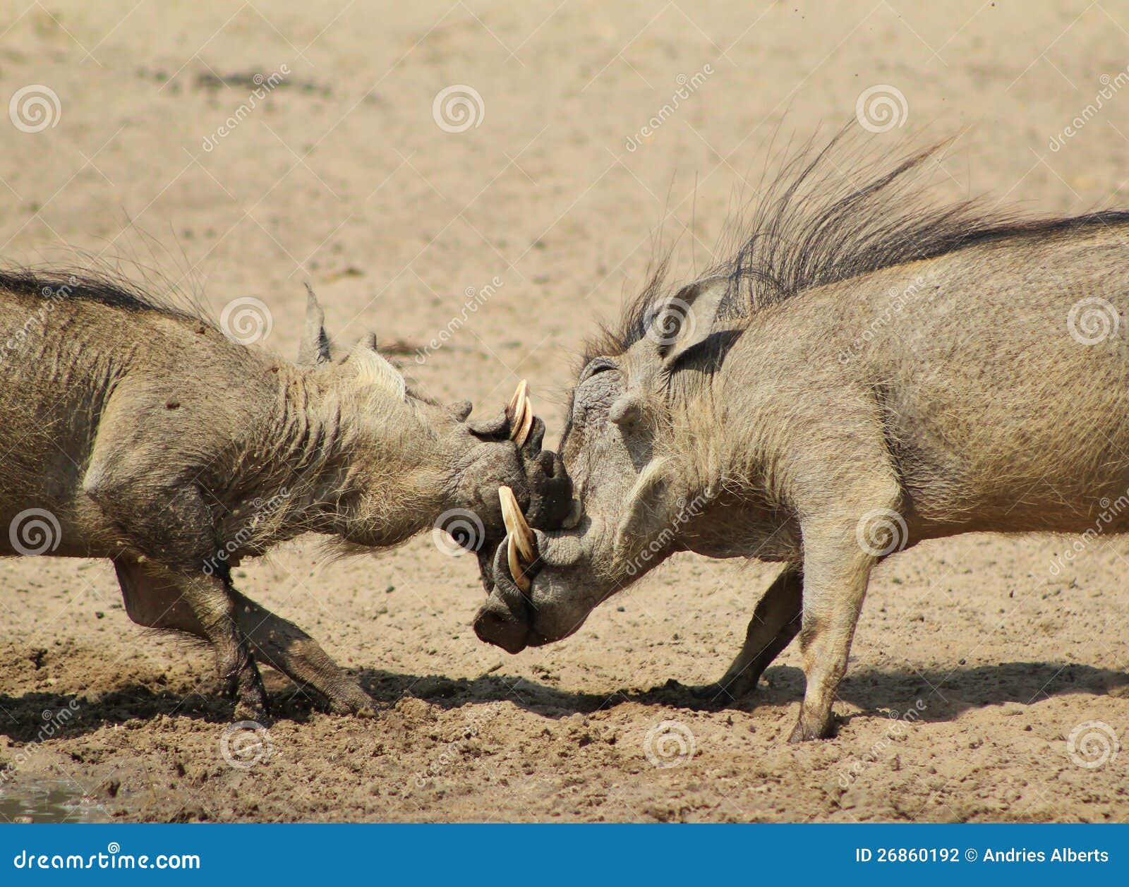 Warthog - Fight Club 2 stock photo. Image of namibia - 26860192