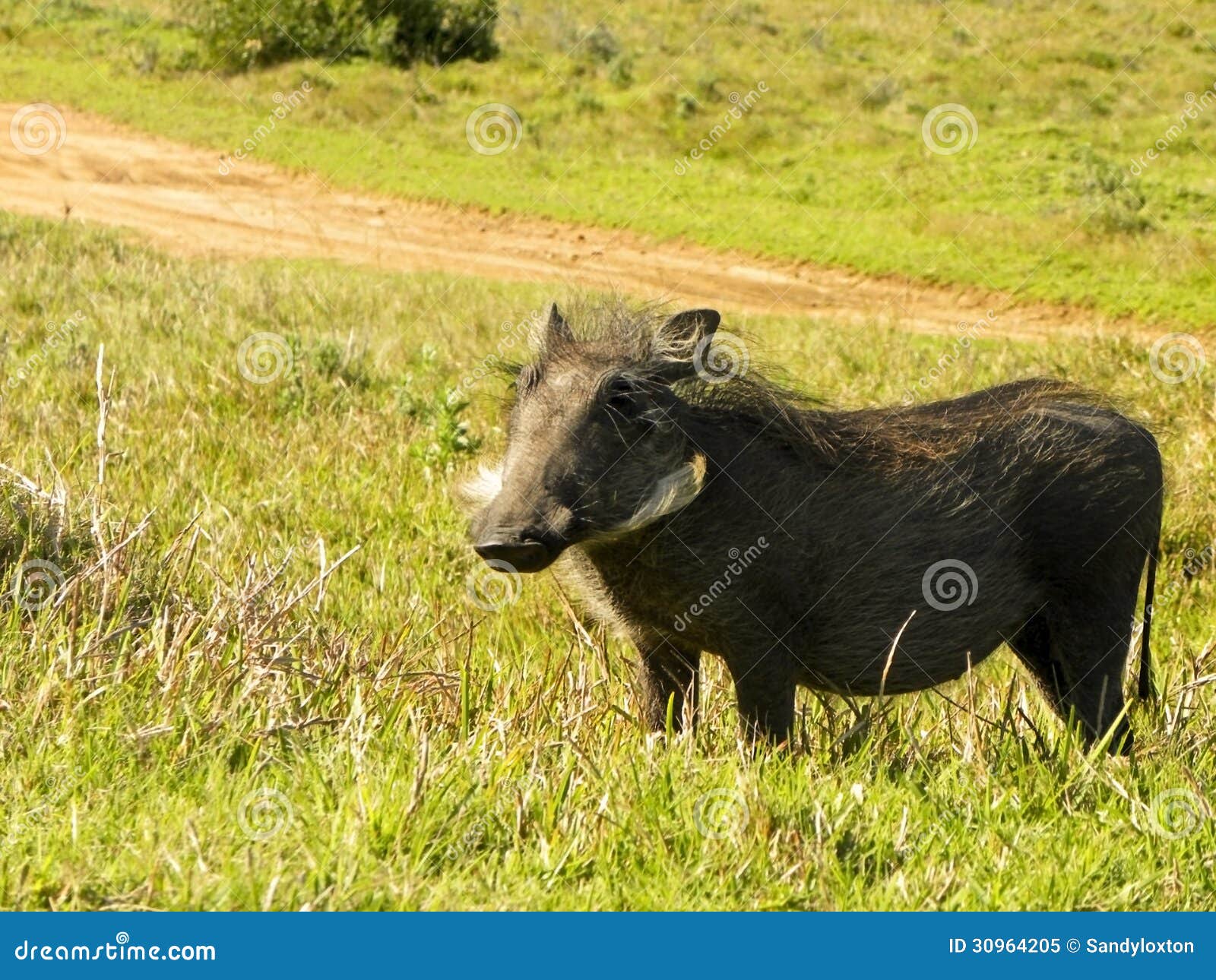 Warthog stock image. Image of warthogs, pigs, african - 30964205