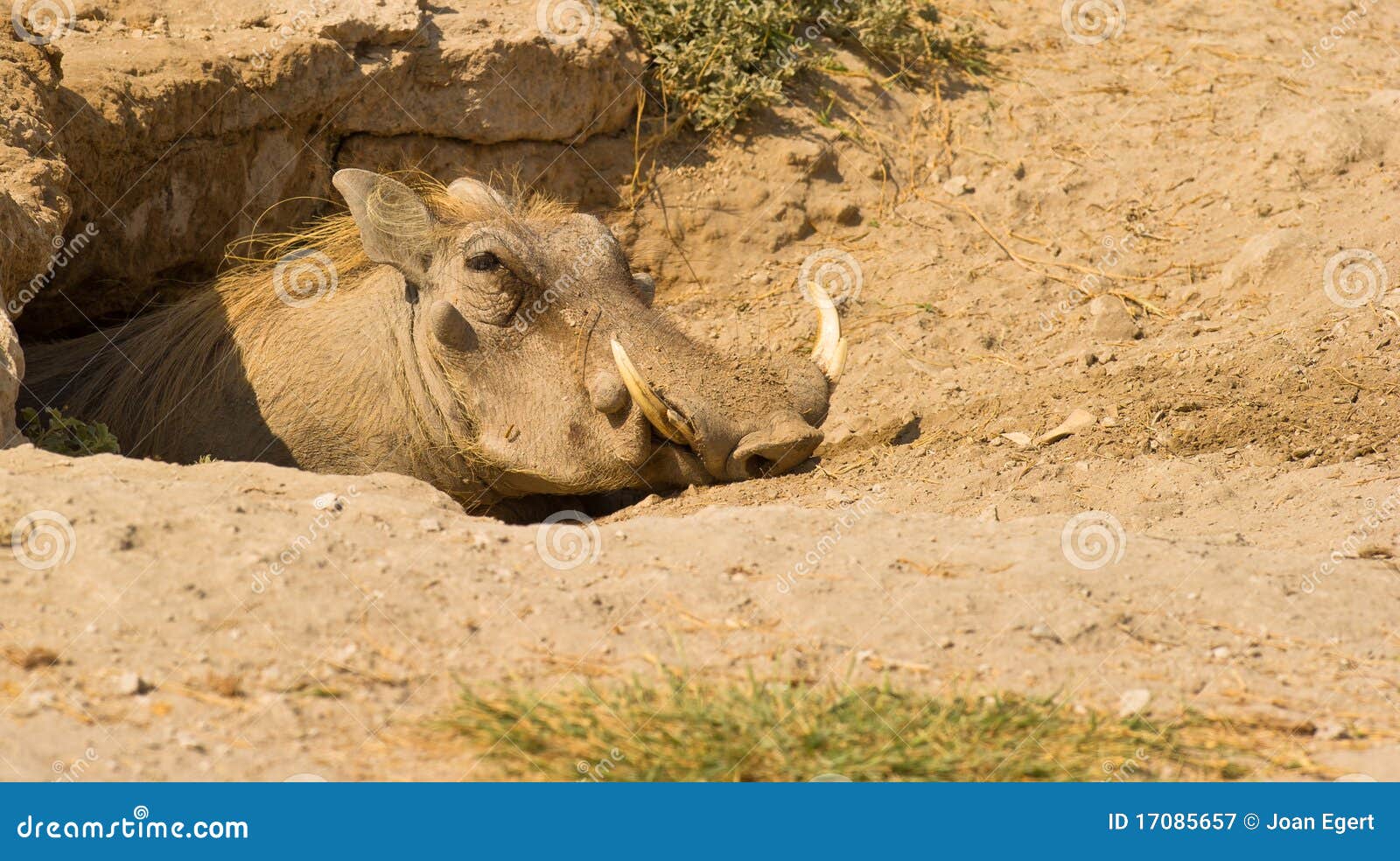 Warthog at his sweet home stock image. Image of cave - 17085657