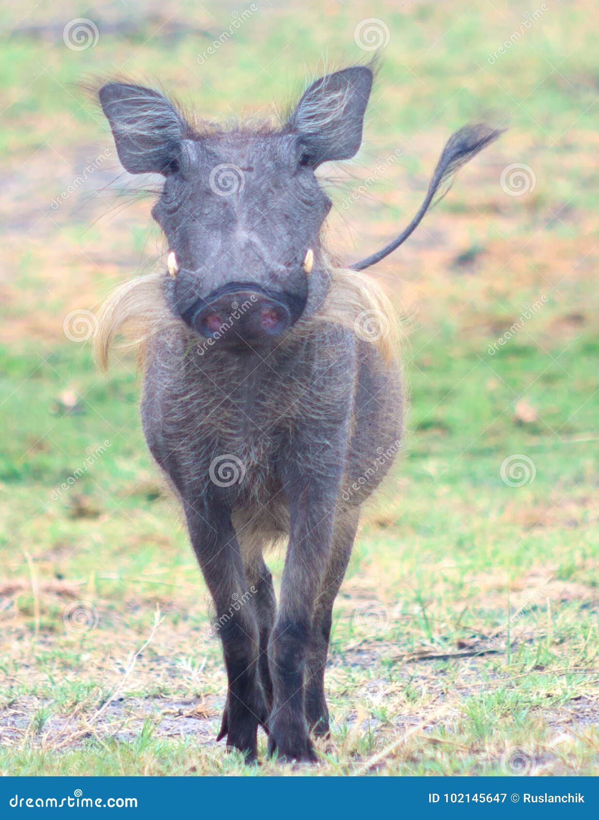 Warthog stock image. Image of treetops, nature, safari - 102145647