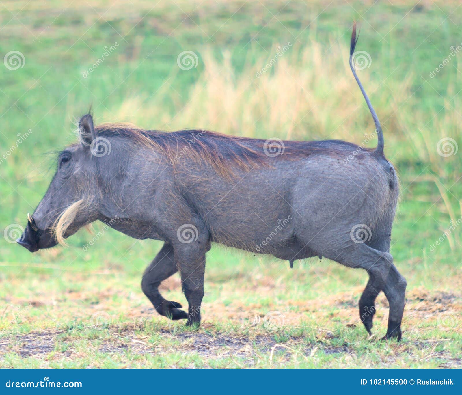 Warthog stock photo. Image of warthog, kenya, wild, beautiful - 102145500