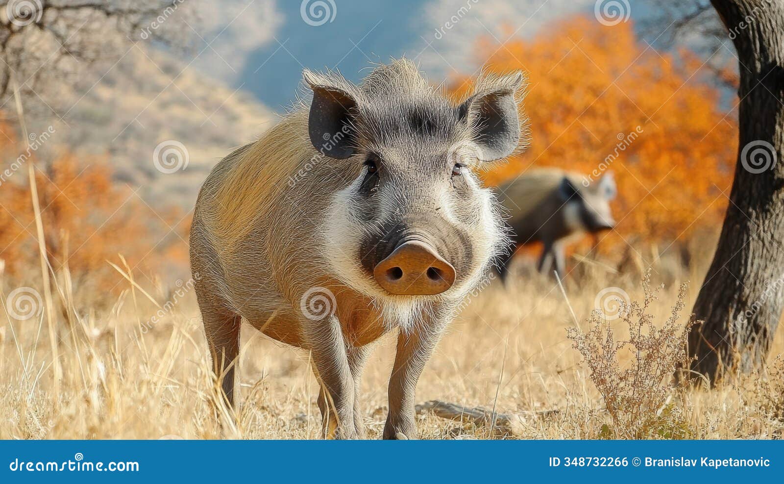 Warthog Looking at Camera in African Savanna Stock Photo - Image of ...