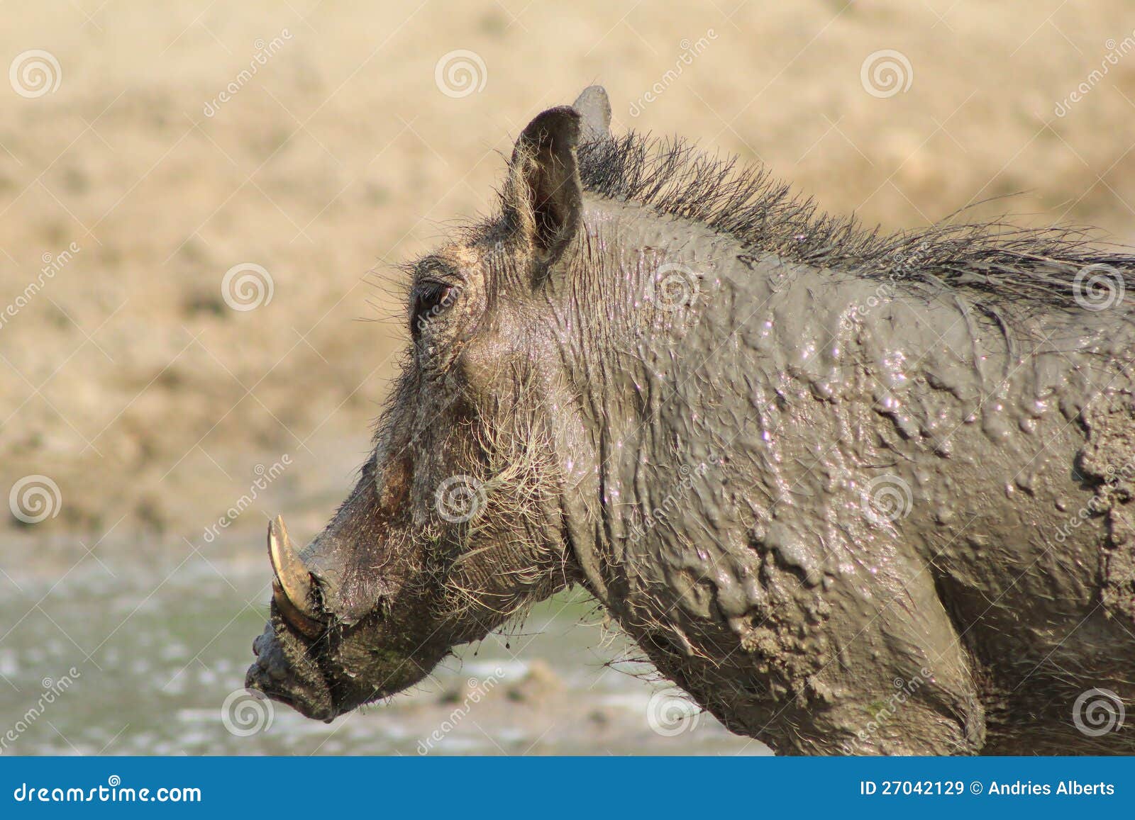 Warthog - Mud and Muck stock image. Image of majestic - 27042129