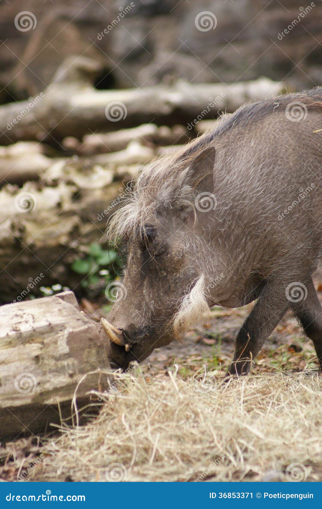 Warthog - Phacochoerus Africanus Stock Image - Image of angry, wart ...