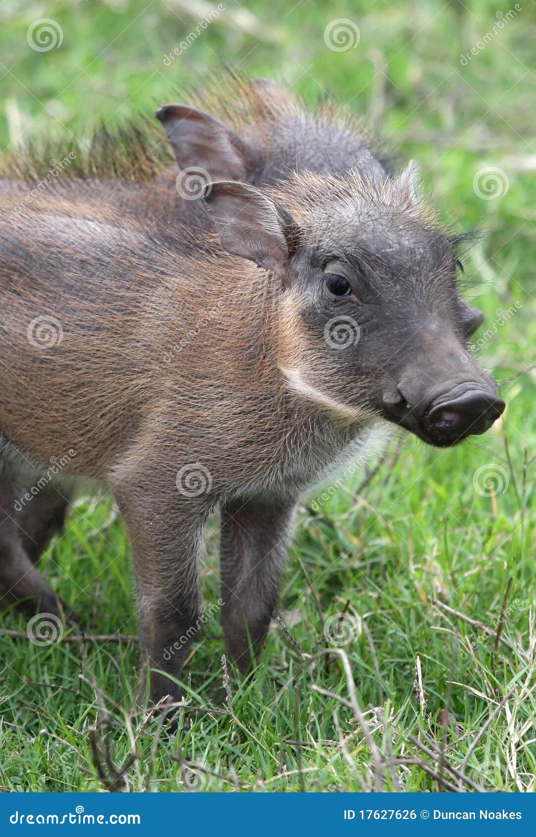 Warthog Piglet Royalty Free Stock Image - Image: 17627626