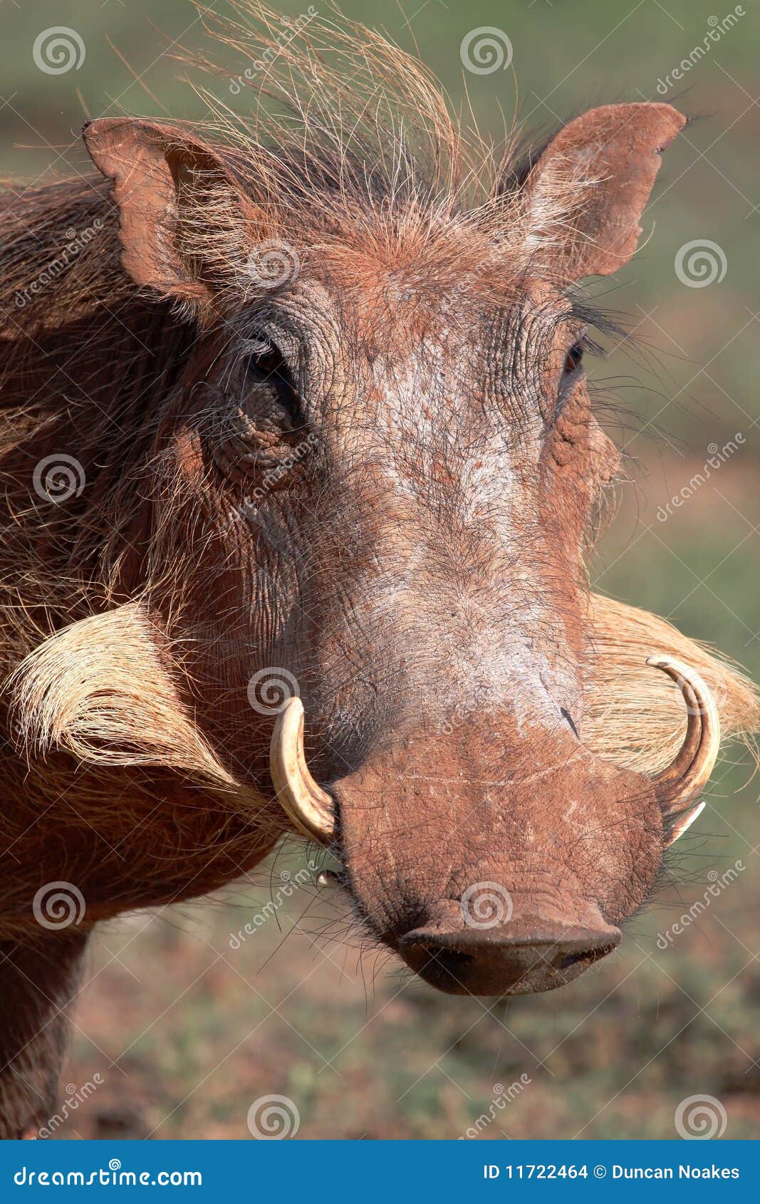 Warthog Portrait stock photo. Image of wild, africa, snout - 11722464