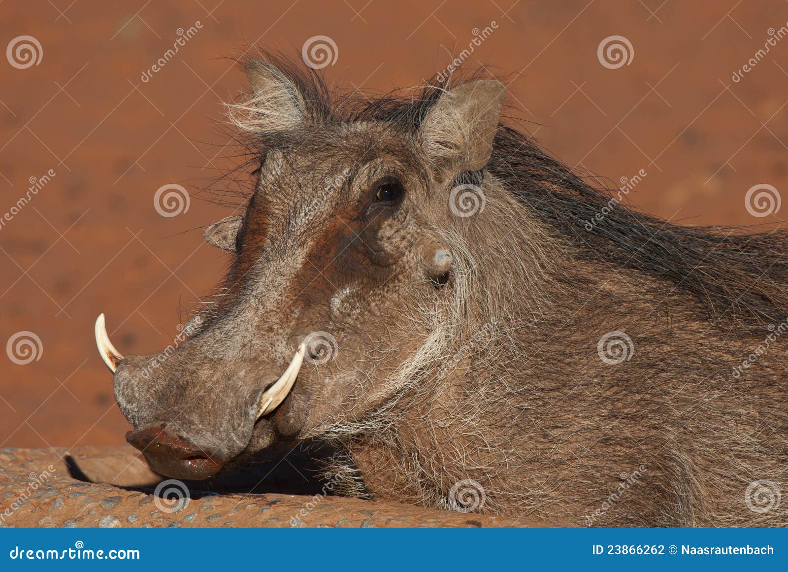 Warthog portrait stock photo. Image of warm, ungulate - 23866262