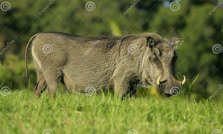 A warthog portrait side on stock image. Image of angle - 24576735