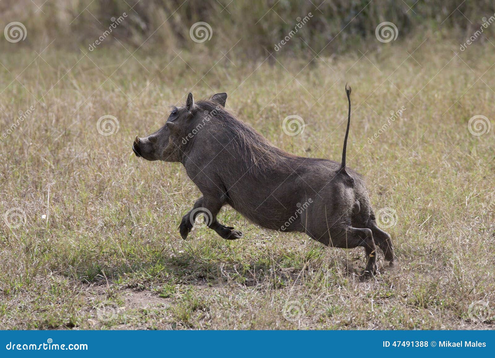 Warthog on the run stock photo. Image of nature, warthog - 47491388