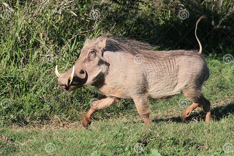 Warthog Running stock image. Image of animal, warthog - 19707437