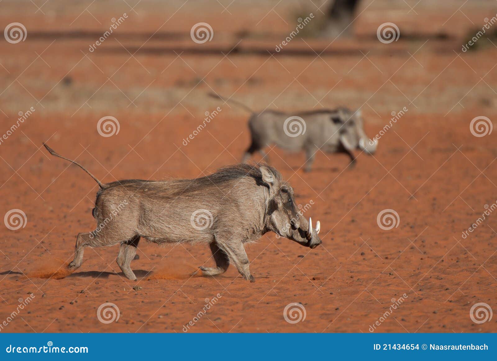 Warthog running stock photo. Image of outdoors, warm - 21434654