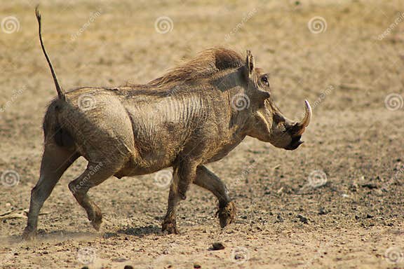 Warthog - Running Hog stock image. Image of mammal, hoof - 26848495