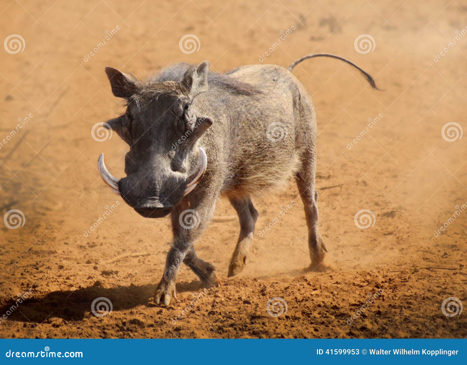 Warthog running stock image. Image of ugly, dusk, reserve - 41599953
