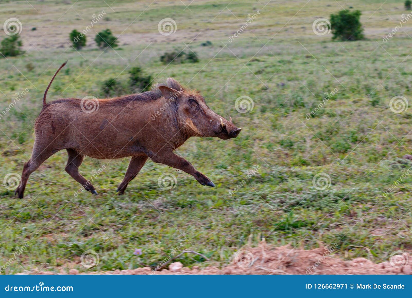Warthog Running Wild in the Grass Stock Image - Image of grond, park ...