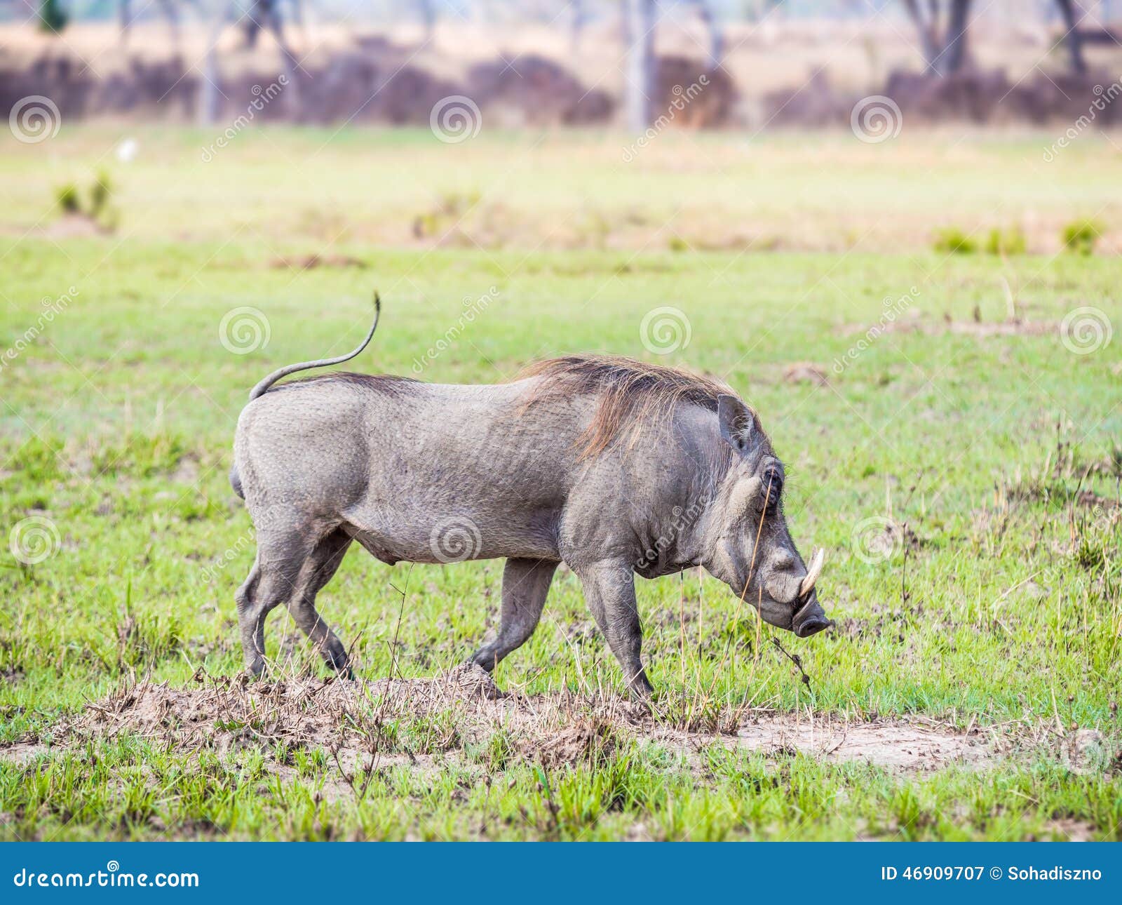 Warthog stock image. Image of outdoor, national, nature - 46909707