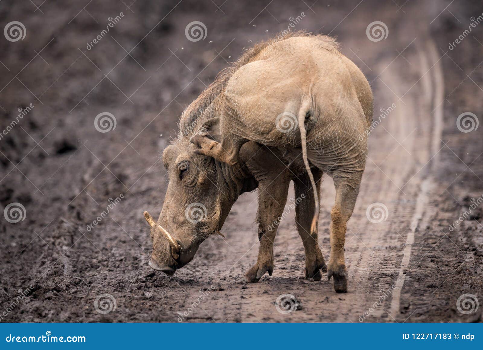 Warthog Scratching Its Ear on Muddy Track Stock Image - Image of ...