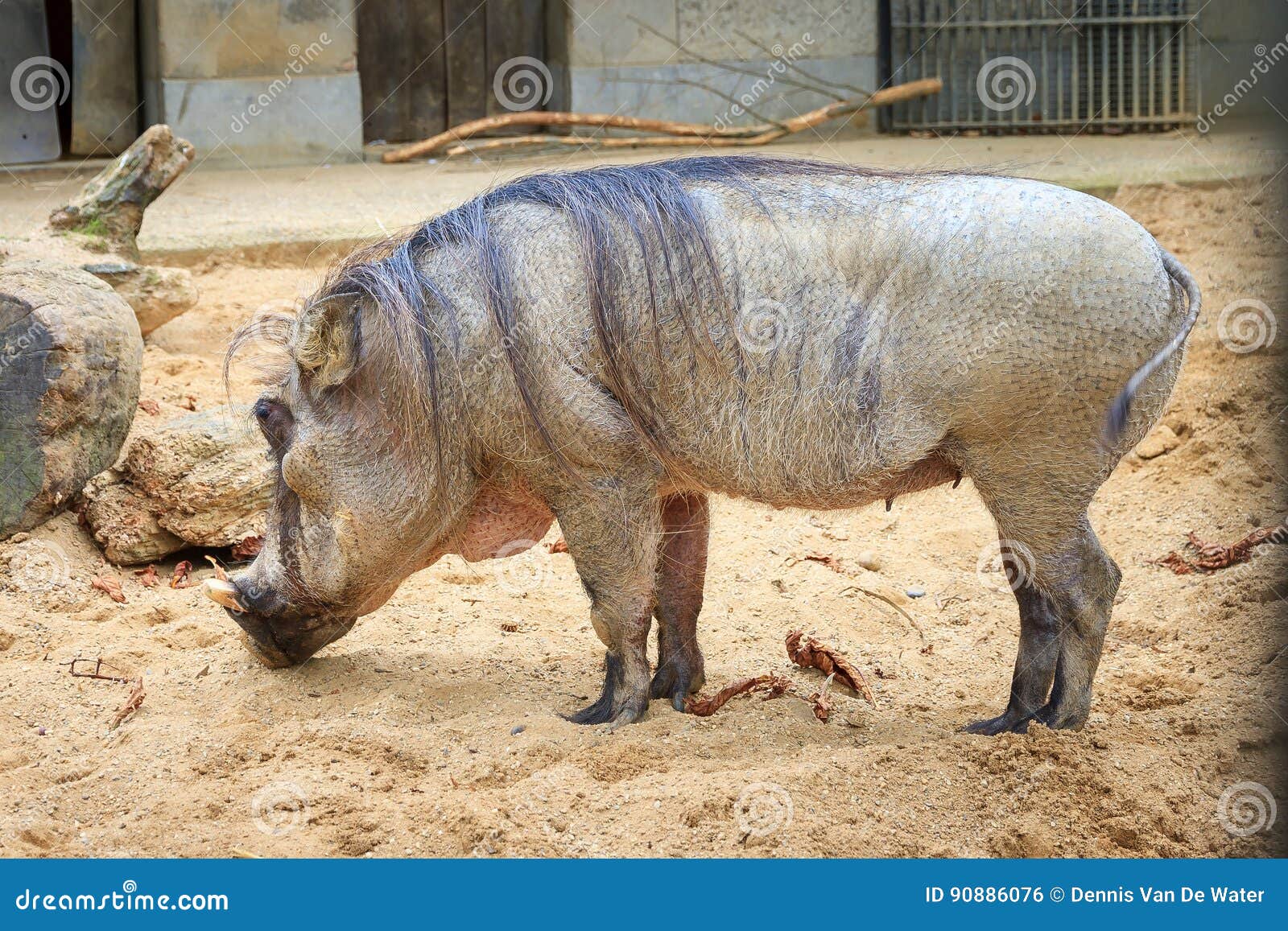 Warthog side stock photo. Image of africa, tusk, park - 90886076