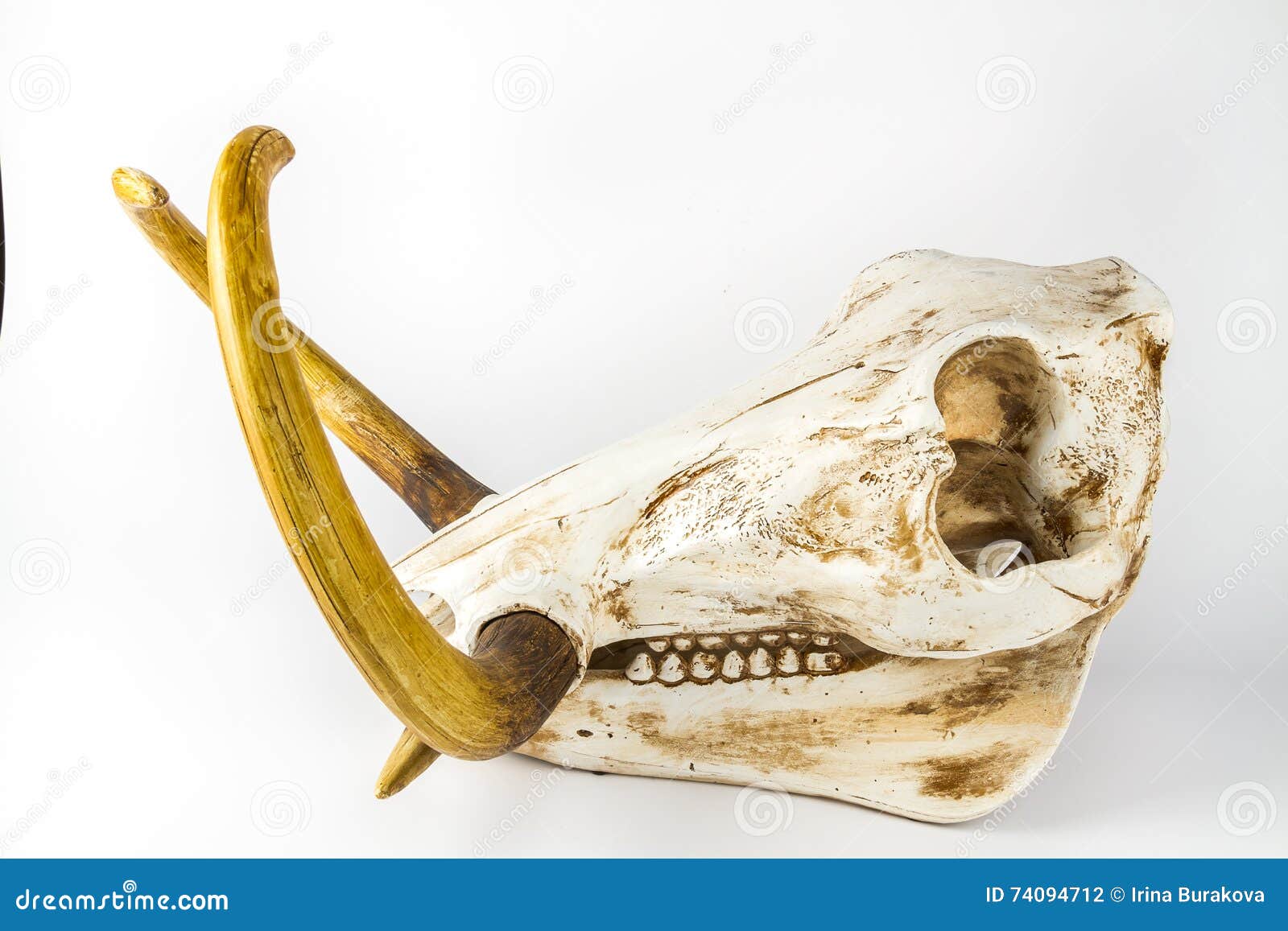 Warthog skull on white stock photo. Image of skeleton - 74094712
