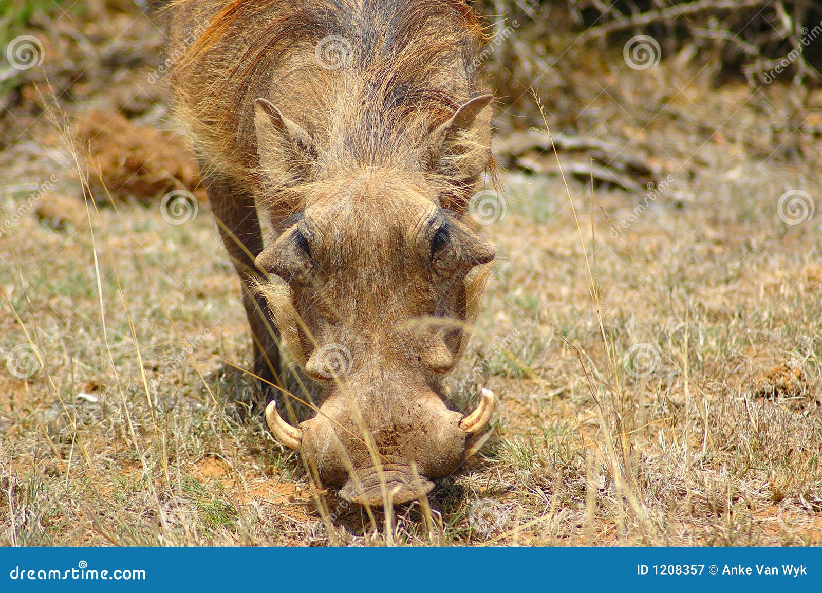 Warthog in South Africa stock image. Image of grazing - 1208357