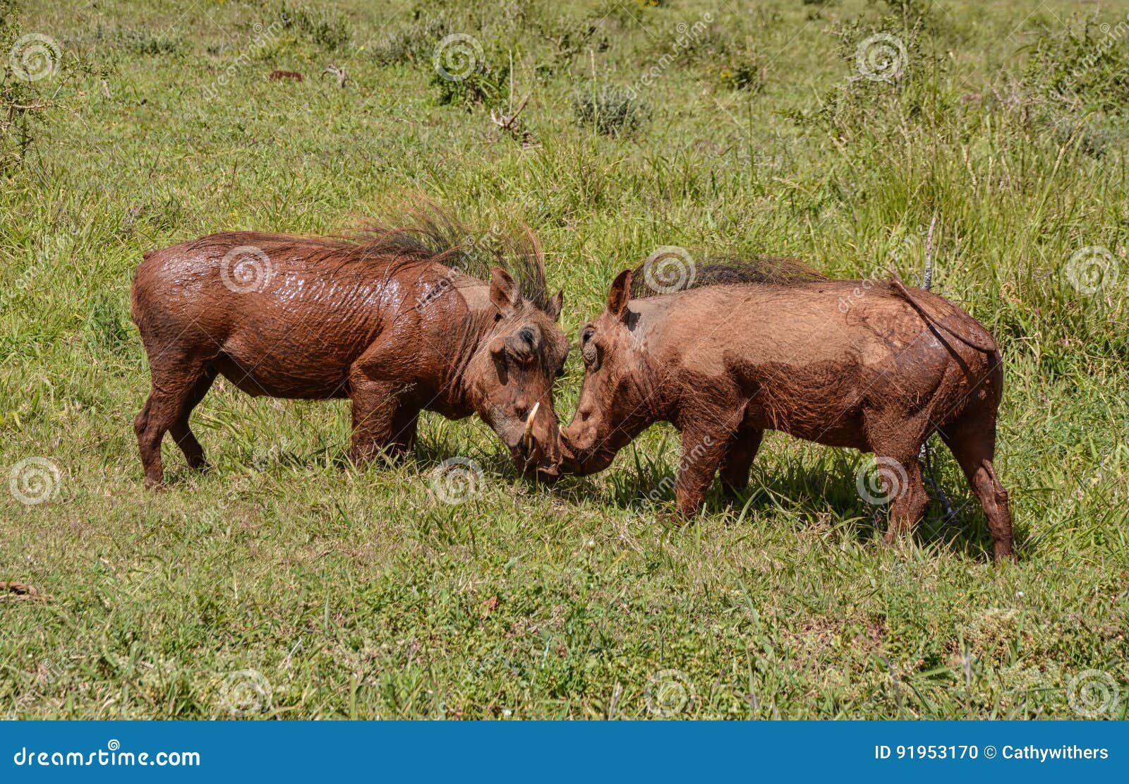 Warthog stock photo. Image of safari, wildlife, grass - 91953170