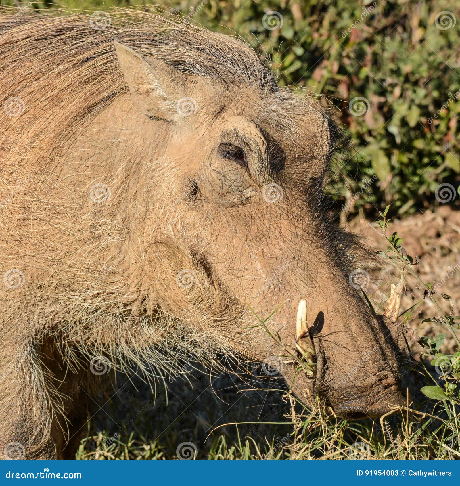 Warthog stock image. Image of wilderness, closeup, warthog - 91954003