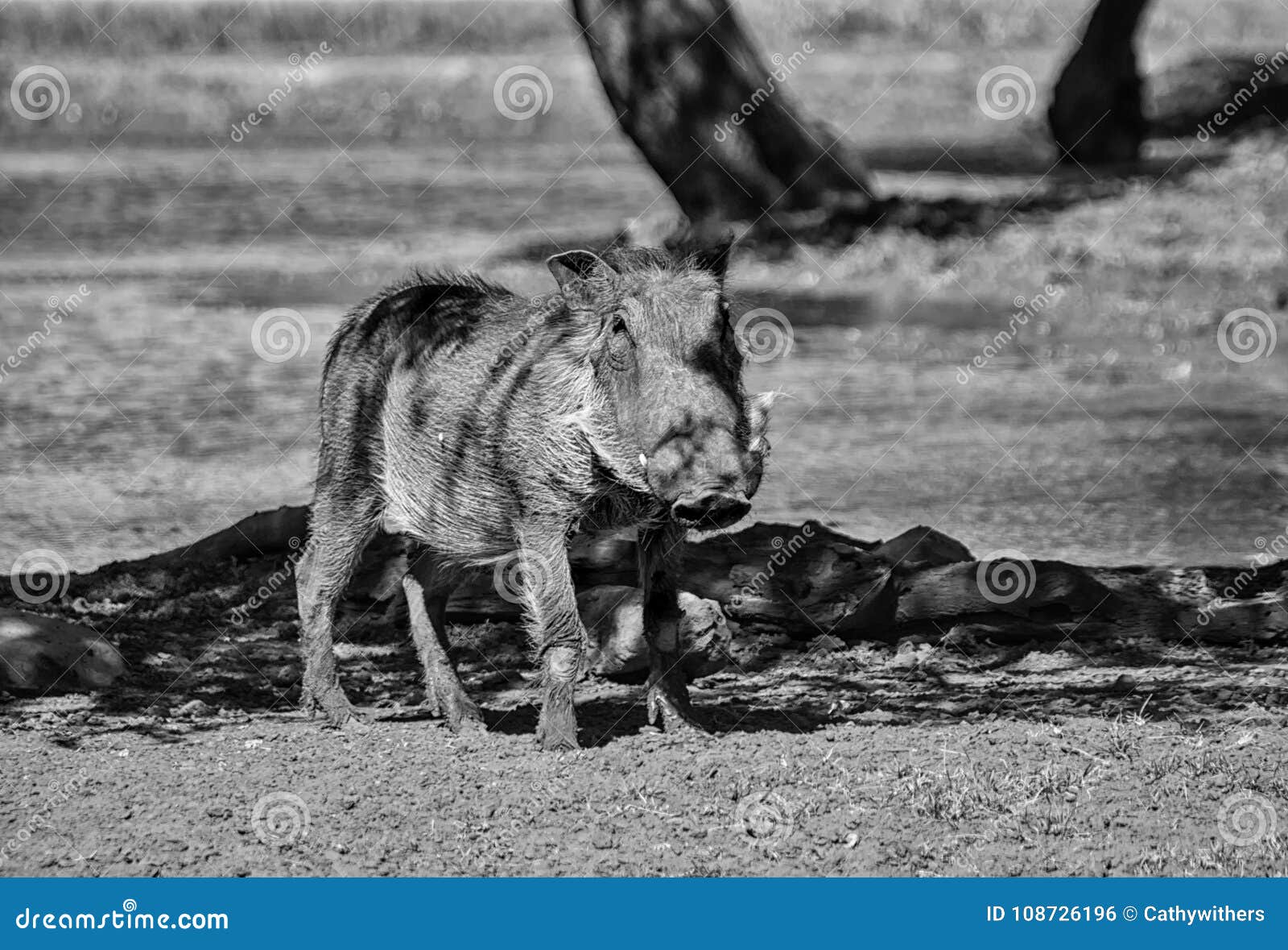 Warthog stock photo. Image of africa, boar, white, common - 108726196