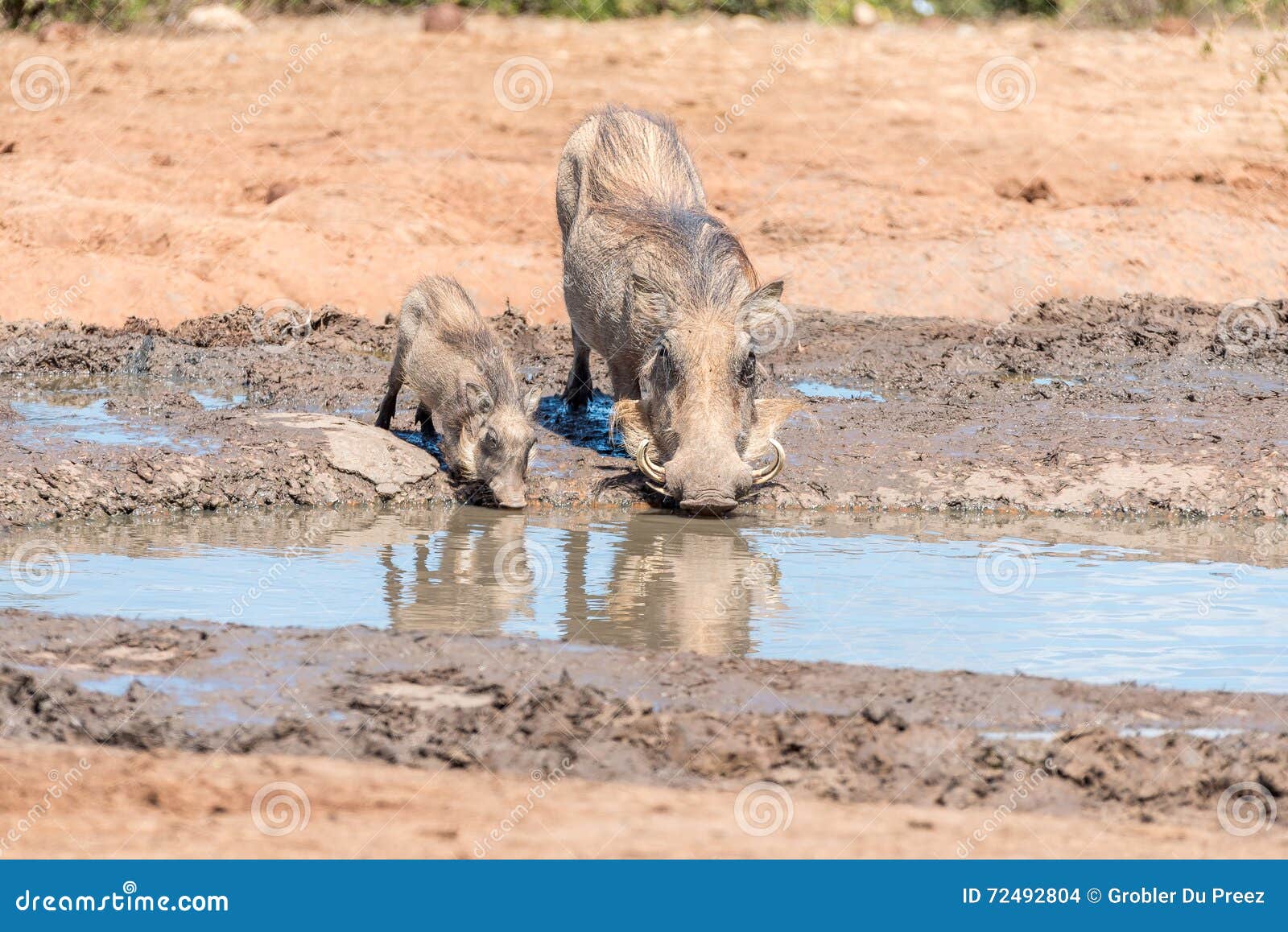 Warthog Sow and Piglet Drinking Water Stock Photo - Image of nature ...