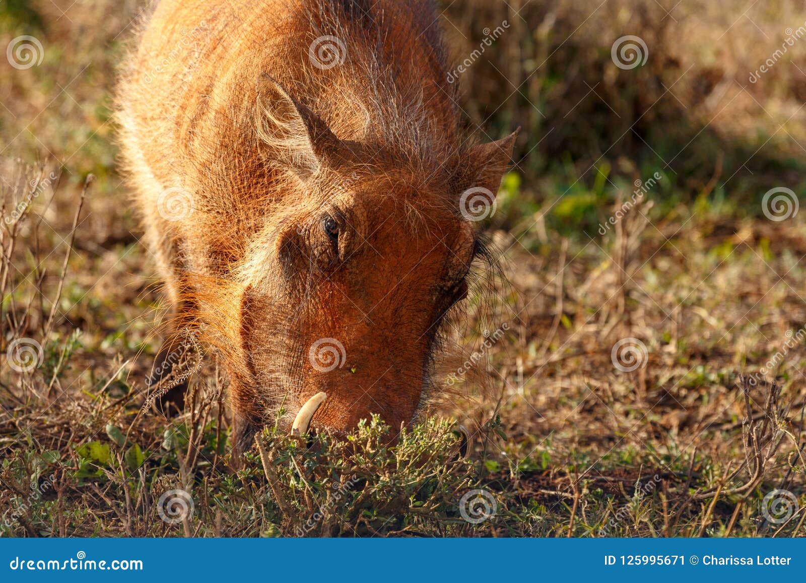 Warthog Standing and Digging in the Ground Stock Image - Image of ...