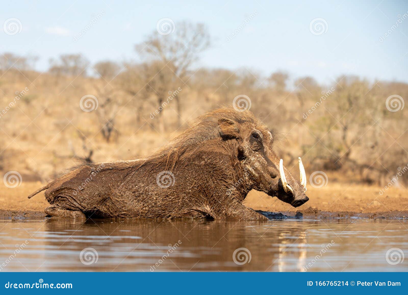 Warthog Taking a Bath in a Pool Stock Photo - Image of game, reserve ...